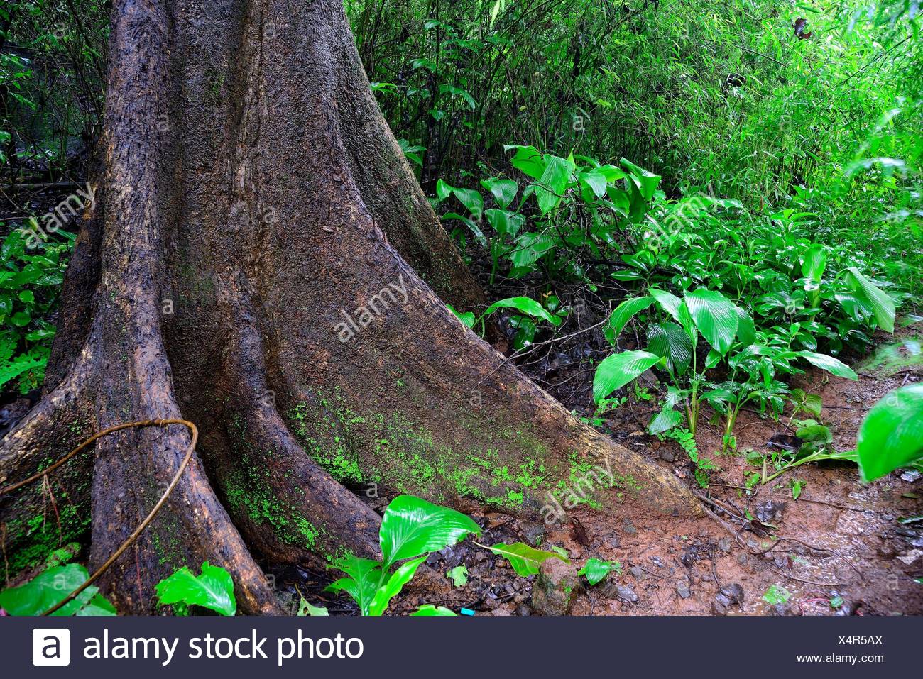 Dipterocarp Tree Stock Photos & Dipterocarp Tree Stock Images - Alamy