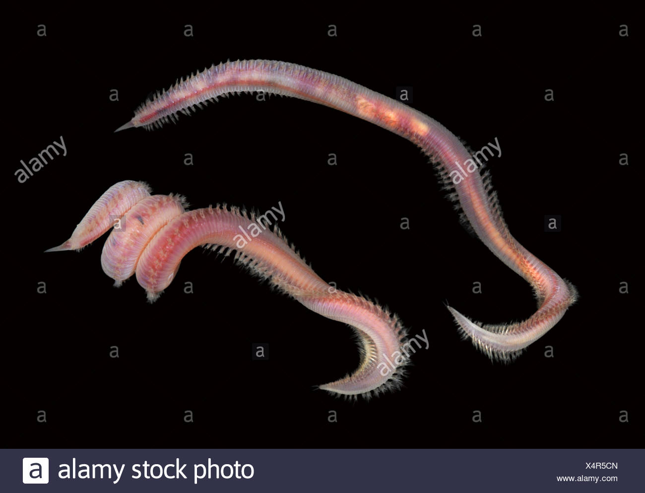 Glycera High Resolution Stock Photography and Images - Alamy