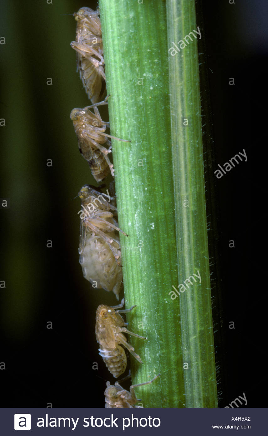 Planthopper High Resolution Stock Photography and Images - Alamy
