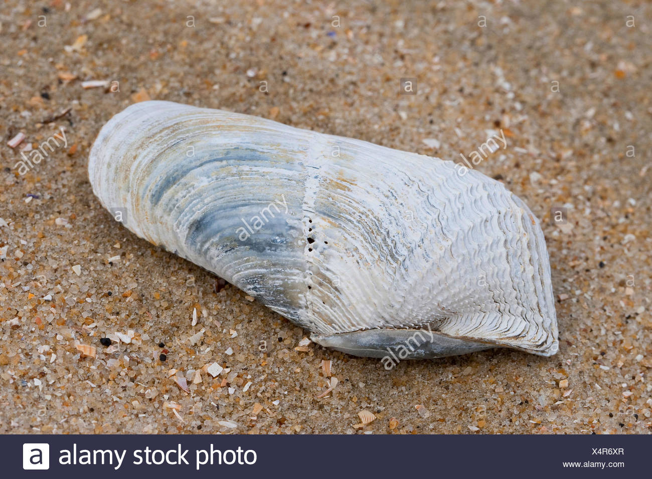 Oval Shell High Resolution Stock Photography and Images - Alamy