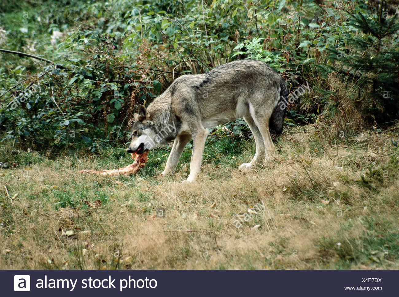 Gray Wolf Canis Lupus Eating Stock Photos & Gray Wolf Canis Lupus ...
