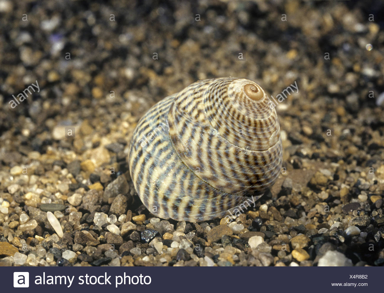 Topshell Stock Photos & Topshell Stock Images - Alamy
