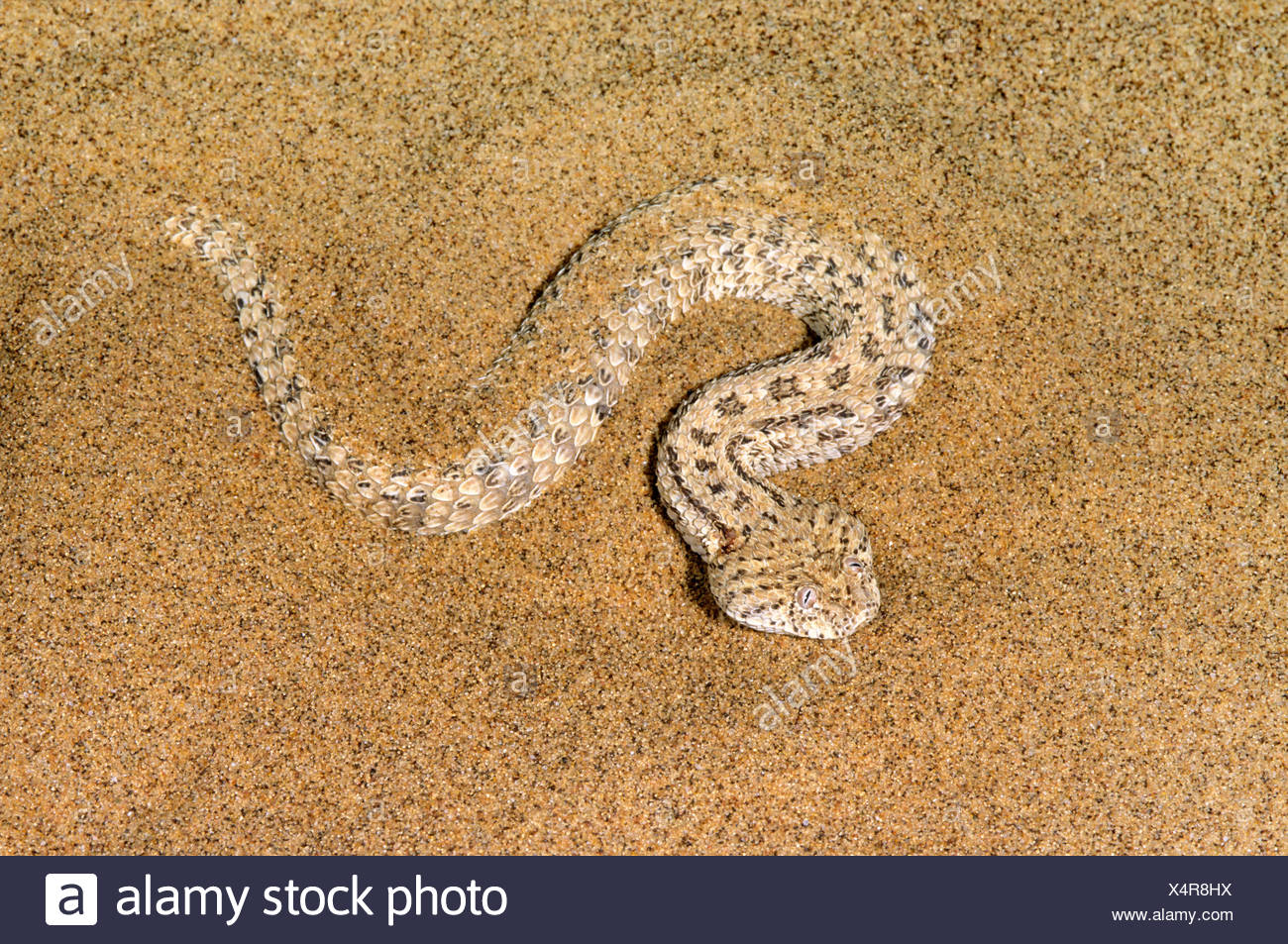 Desert Snake Stock Photos & Desert Snake Stock Images - Alamy