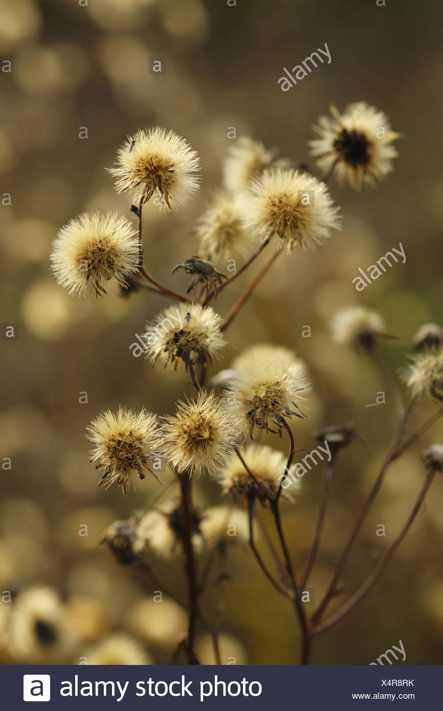 Flowers Nature Plants Hawksbeard Plant Stock Photos & Flowers Nature ...