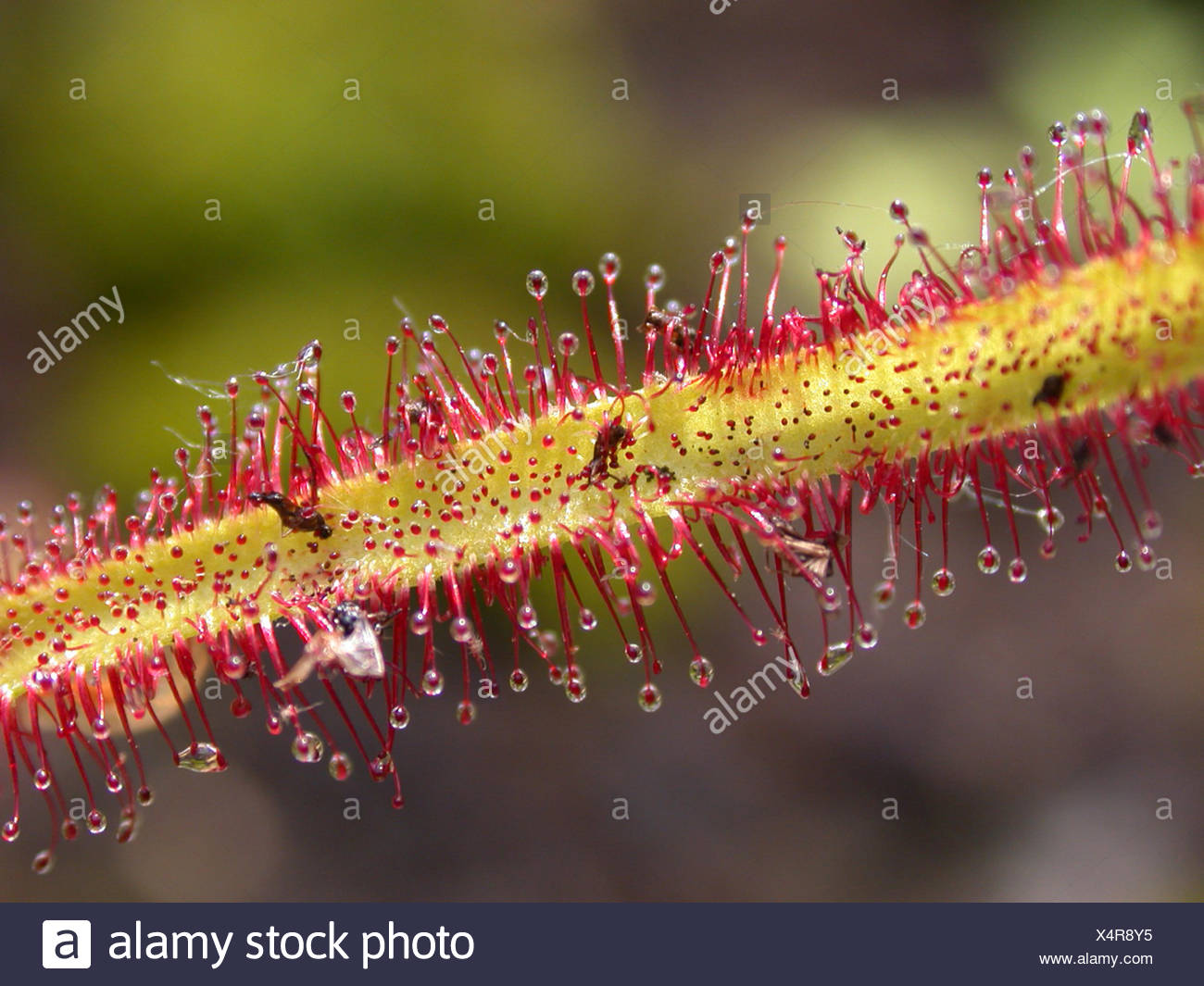 Cape Sundew Drosera Capensis Stock Photos & Cape Sundew Drosera ...