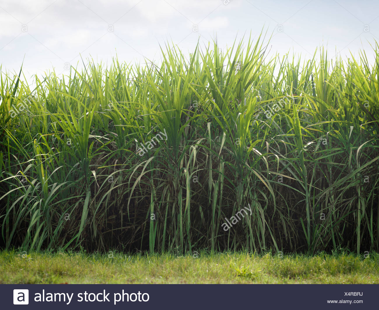 Sugar Cane Crop High Resolution Stock Photography and Images - Alamy