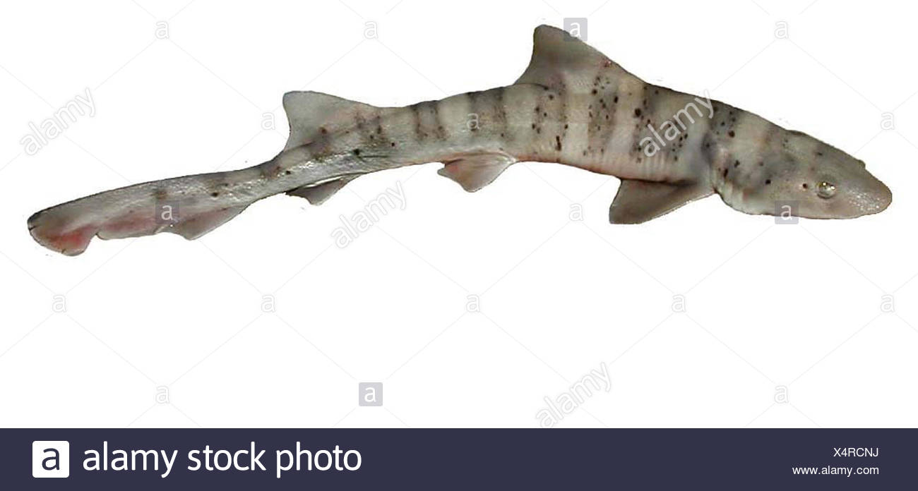 Triakis High Resolution Stock Photography and Images - Alamy