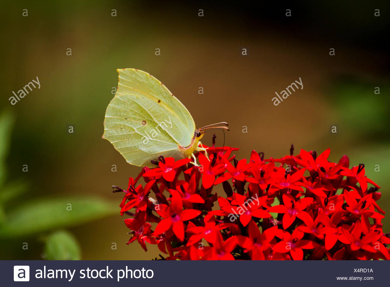 Cleopatra Butterfly High Resolution Stock Photography and Images - Alamy