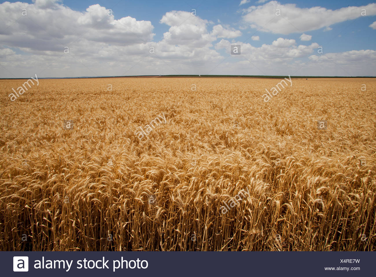 Agriculture In Israel Stock Photos & Agriculture In Israel Stock Images ...