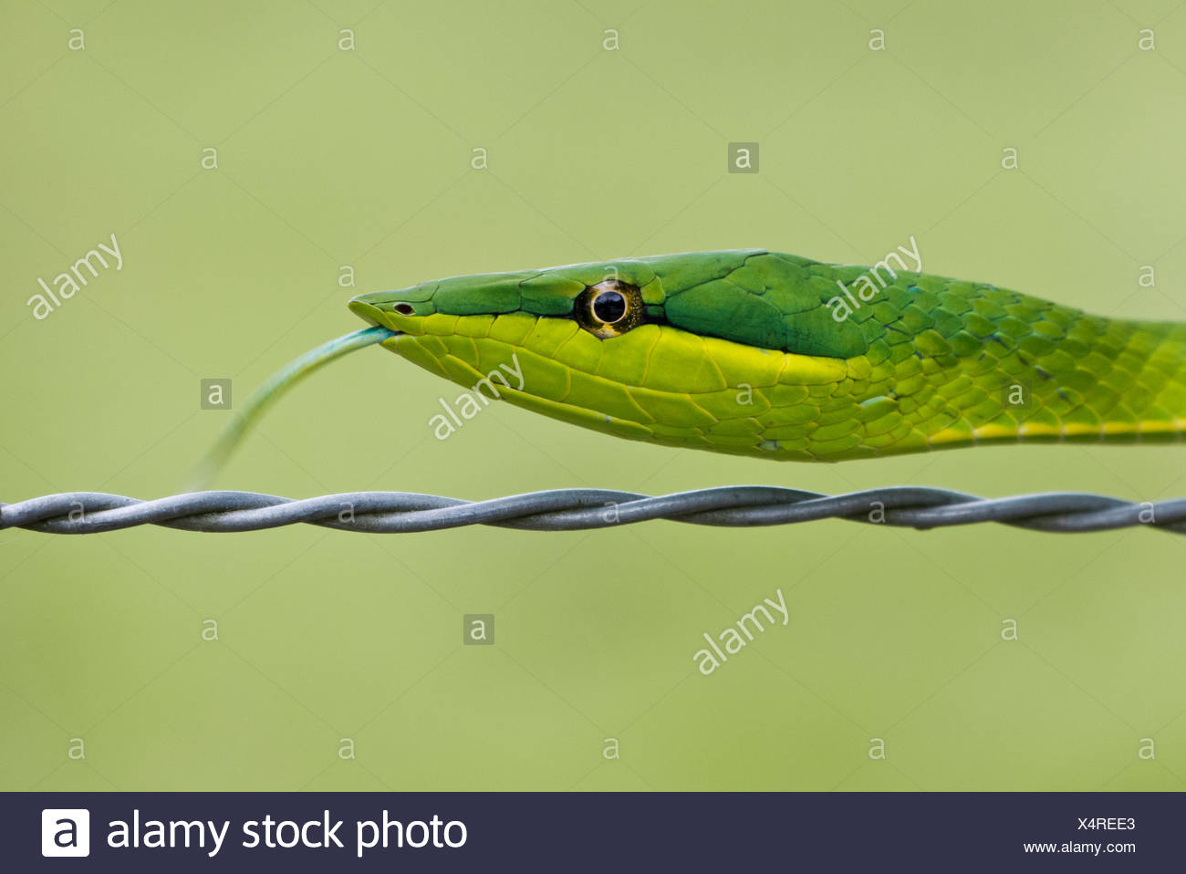 Green Vine Snake Oxybelis Fulgidus High Resolution Stock Photography ...