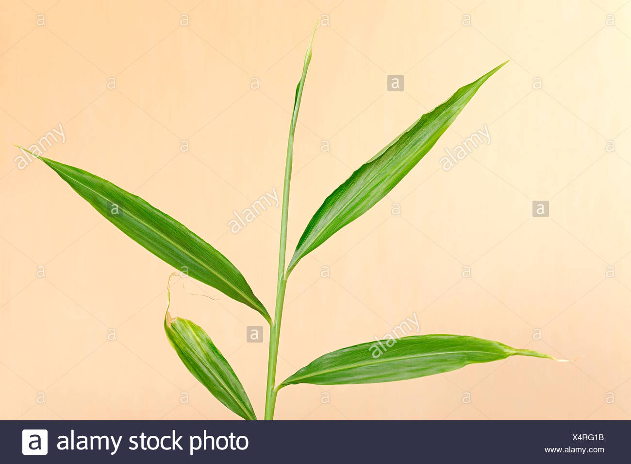 Zingiber Officinale Plant High Resolution Stock Photography and Images ...