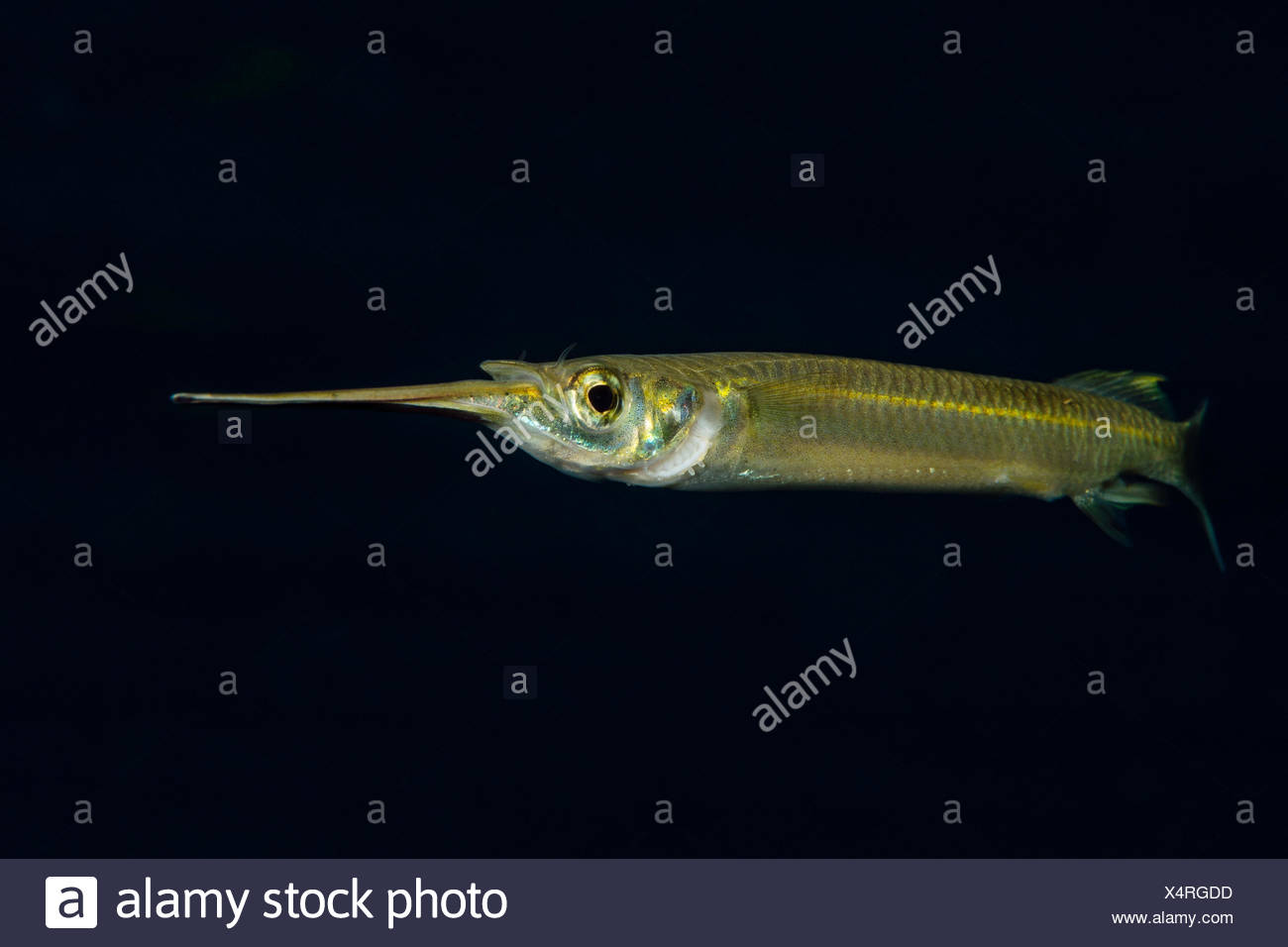 Garfish Stock Photos & Garfish Stock Images - Alamy