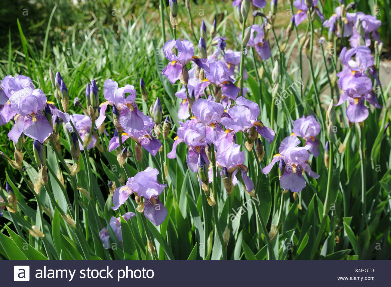 Sweet Iris High Resolution Stock Photography and Images - Alamy