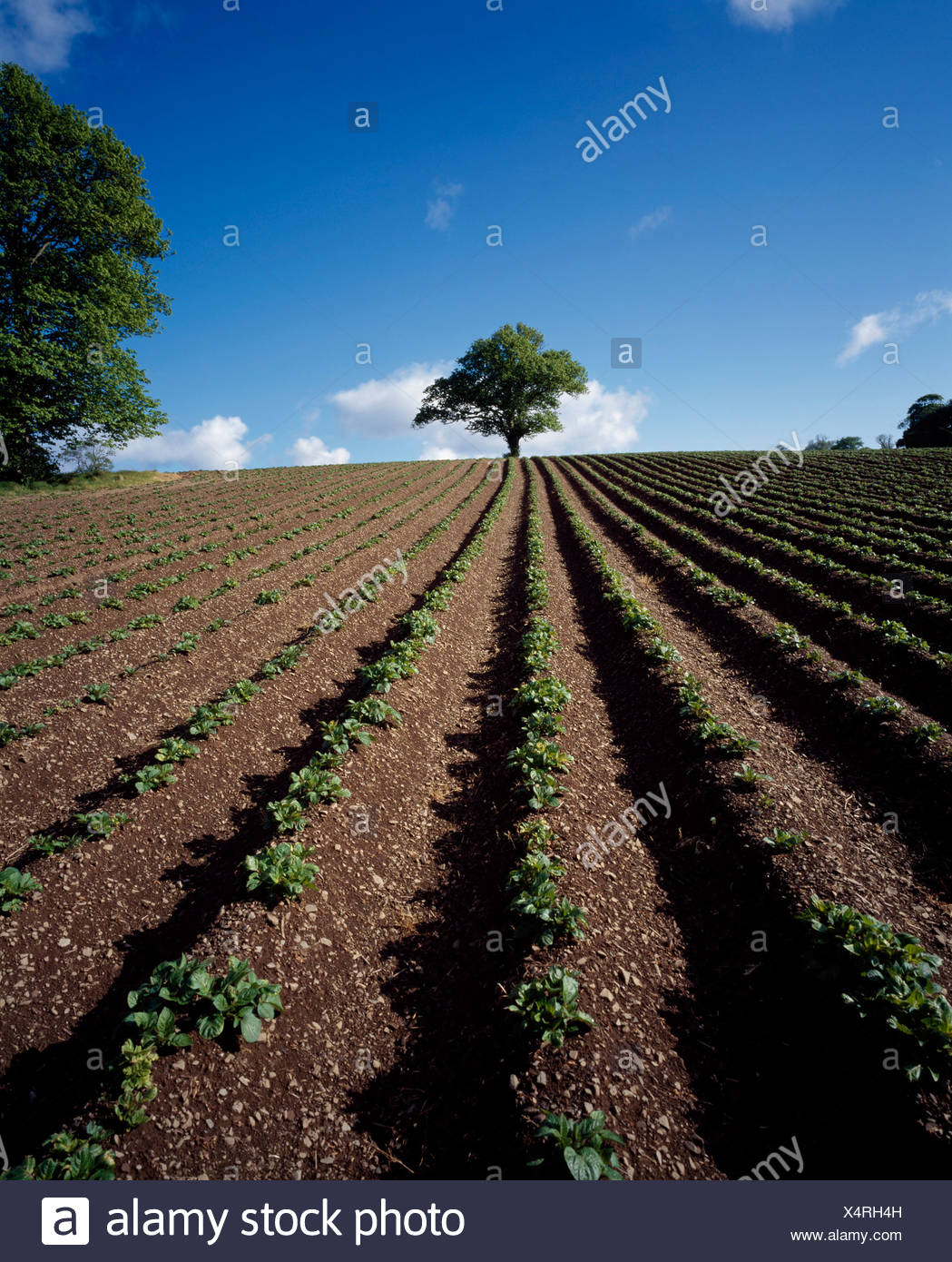 Potato Farm Ireland High Resolution Stock Photography and Images - Alamy