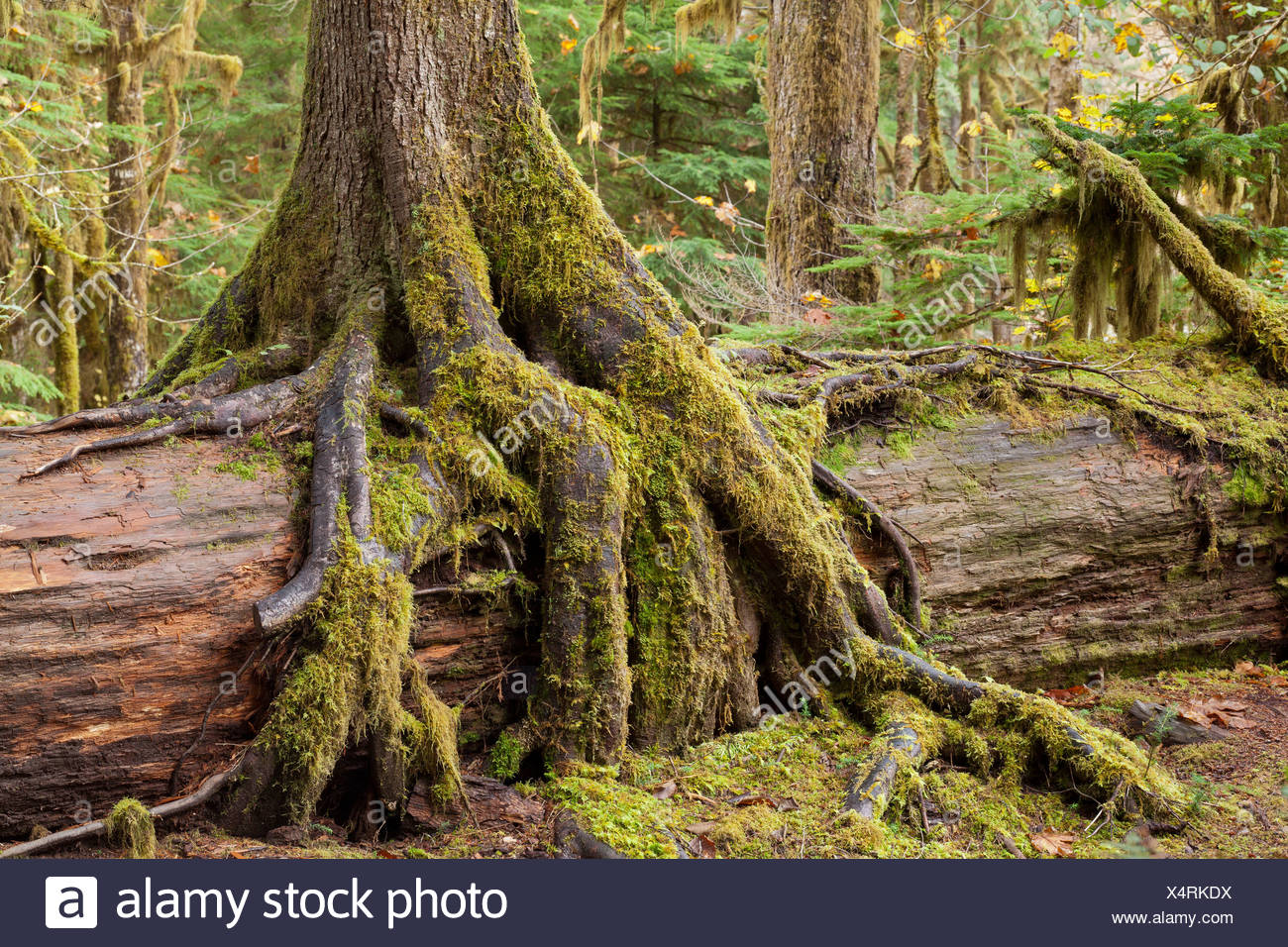 Nurse Log High Resolution Stock Photography and Images - Alamy