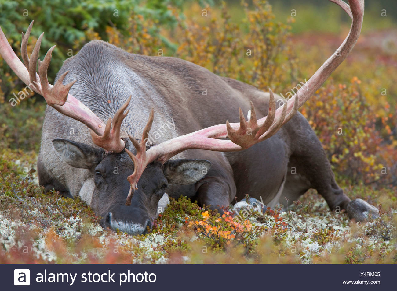 Caribou Head High Resolution Stock Photography and Images - Alamy