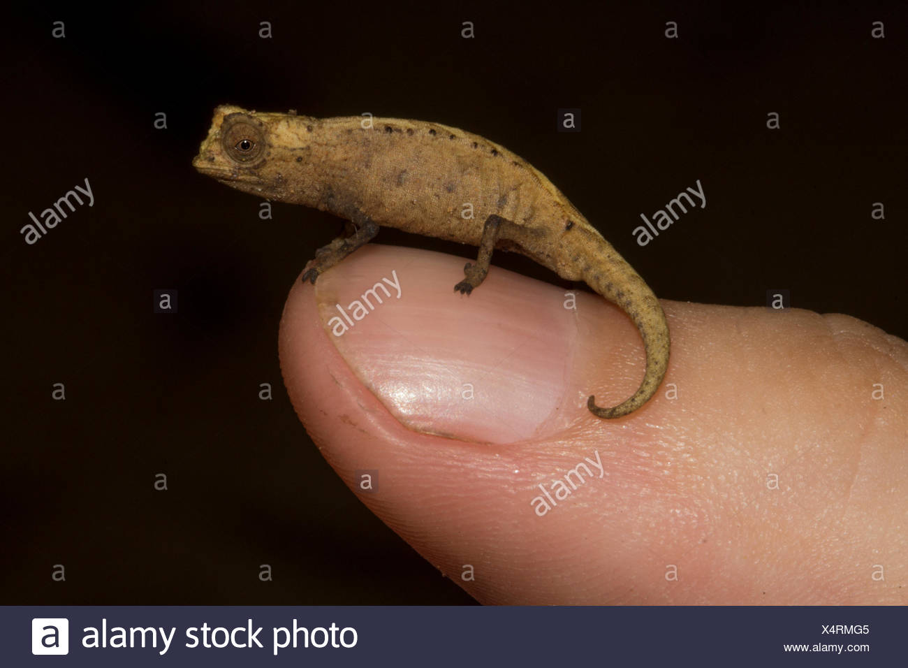 Pygmy Leaf Chameleon High Resolution Stock Photography and Images - Alamy