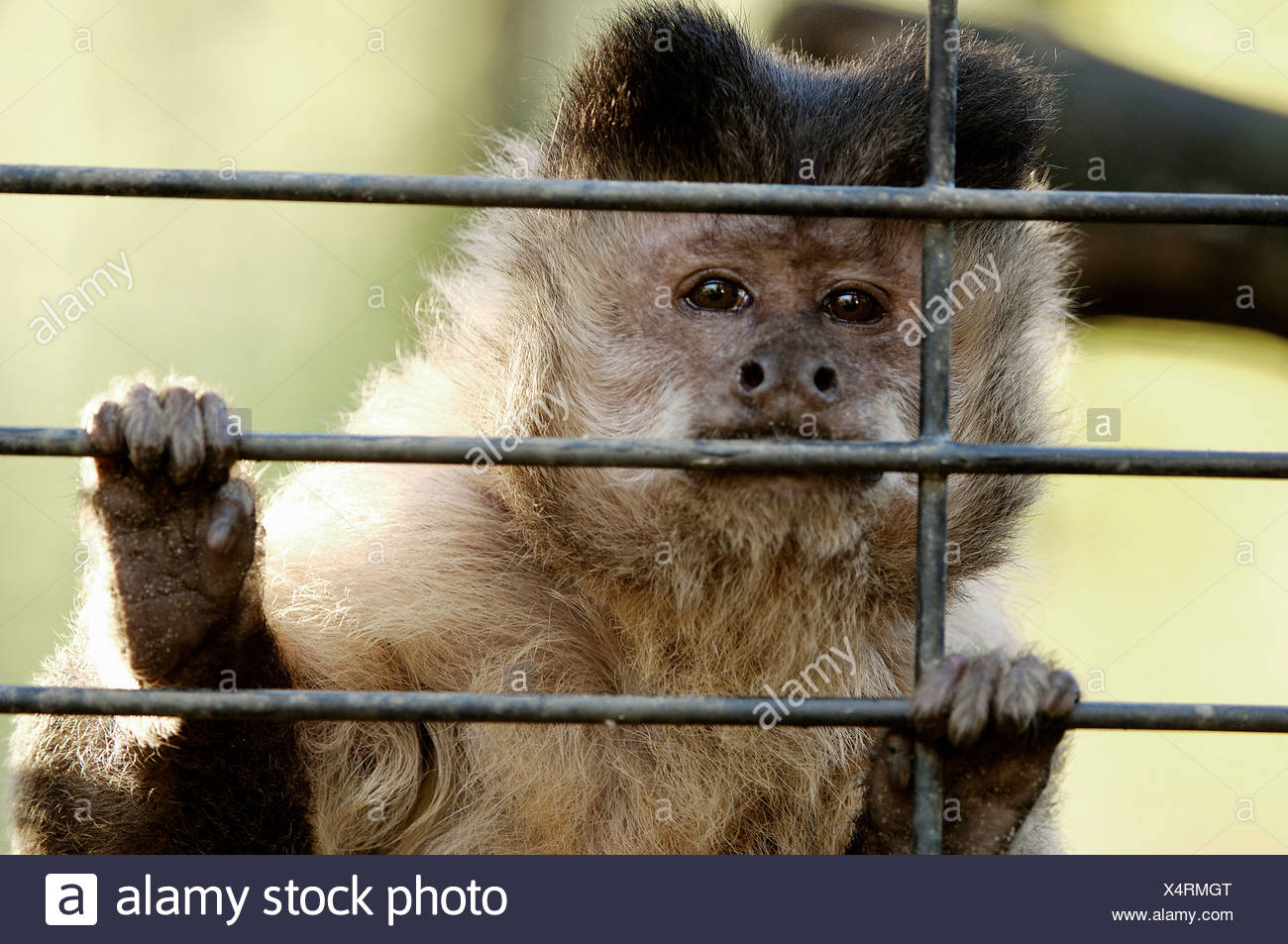 Capuchin Monkey Cage High Resolution Stock Photography and Images - Alamy