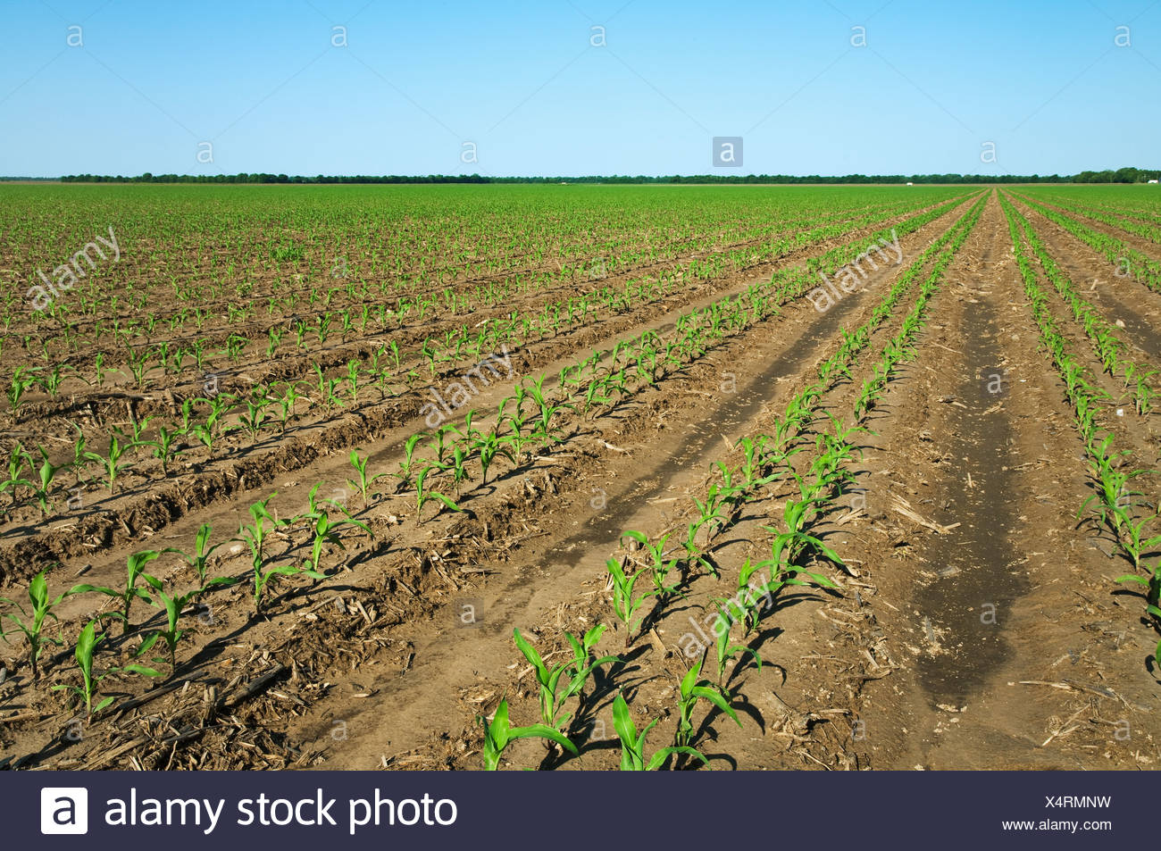 4 Leaf High Resolution Stock Photography and Images - Alamy