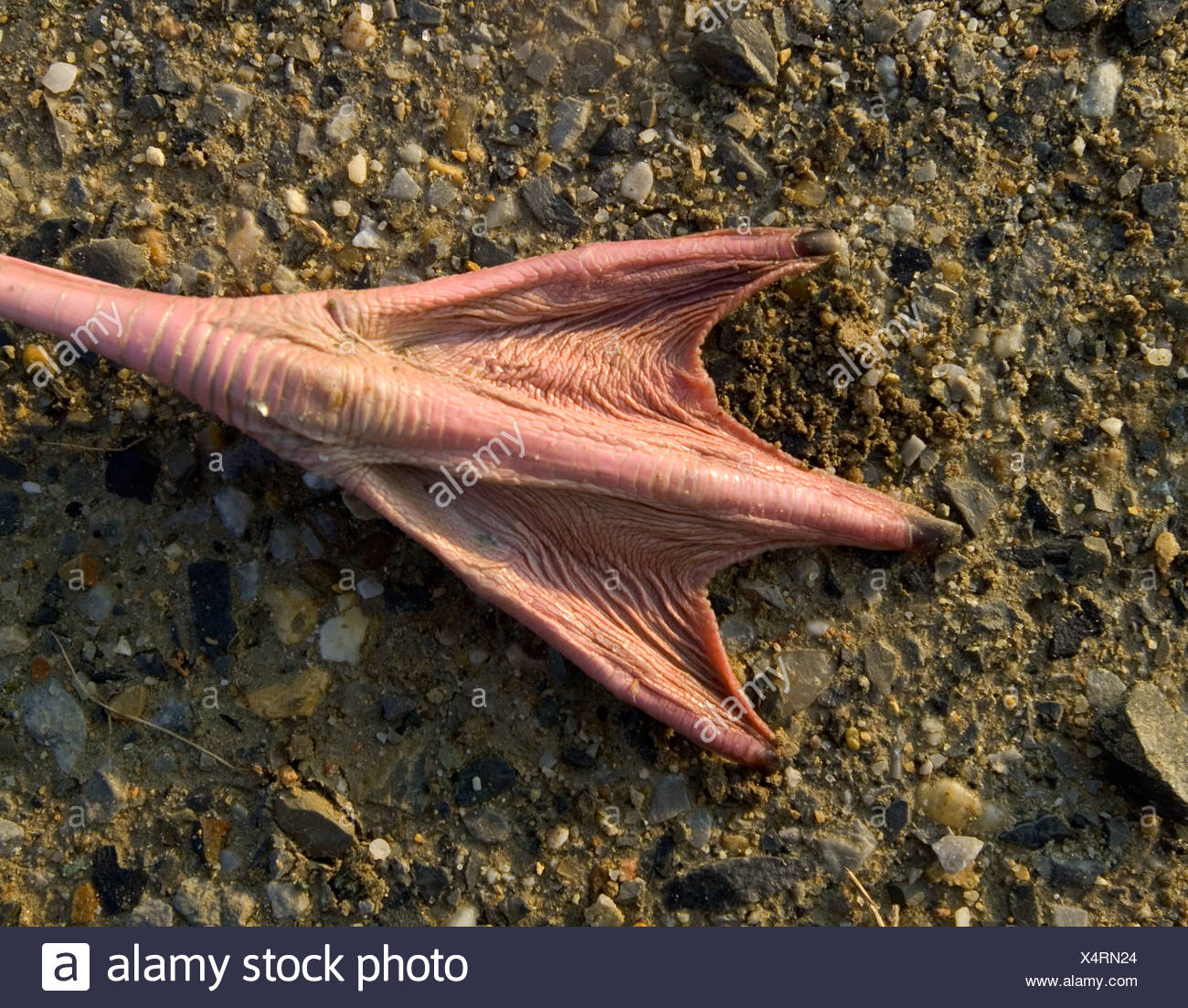 Webbed Feet High Resolution Stock Photography and Images - Alamy