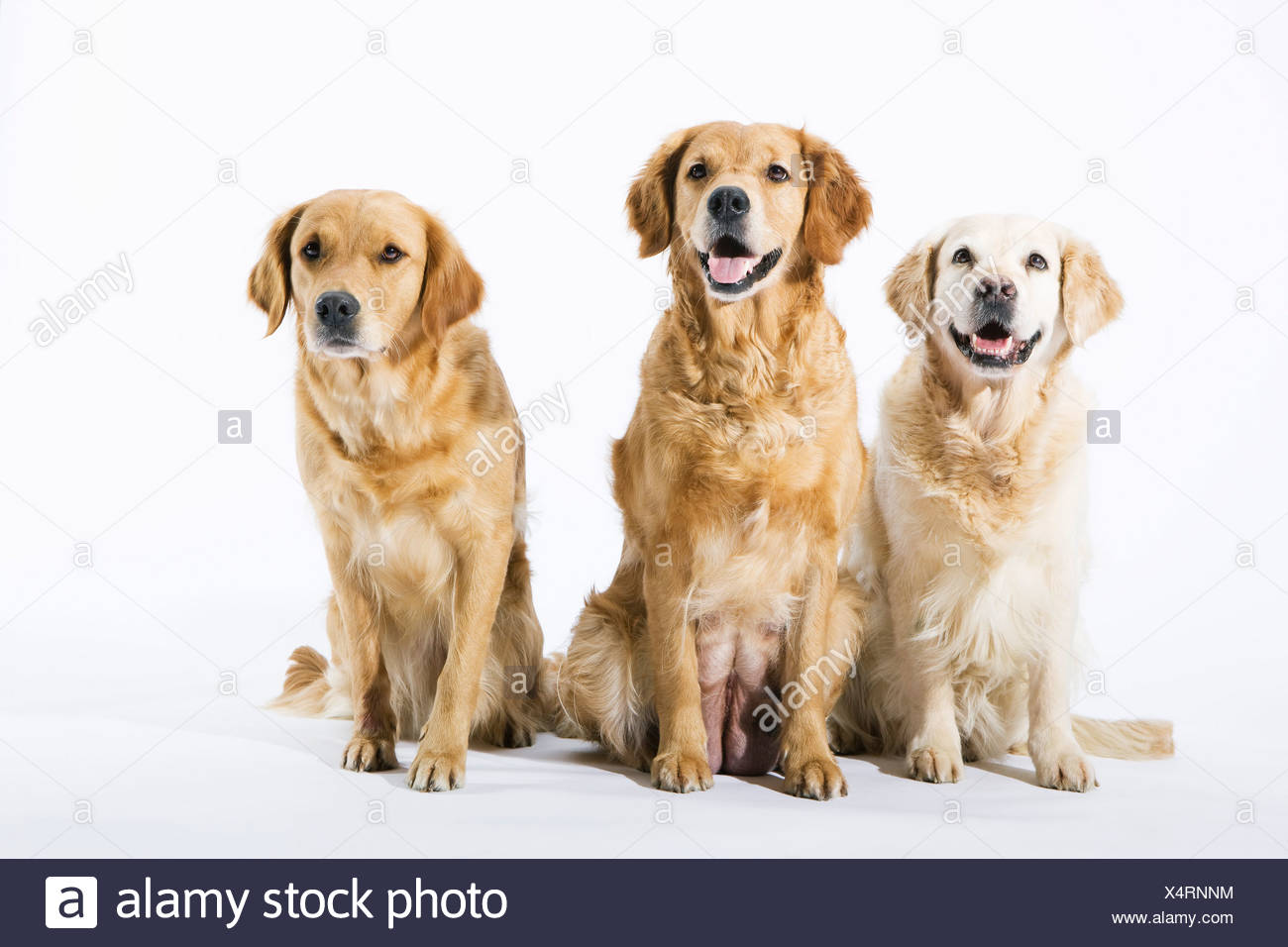 Three Golden Retrievers High Resolution Stock Photography and Images ...