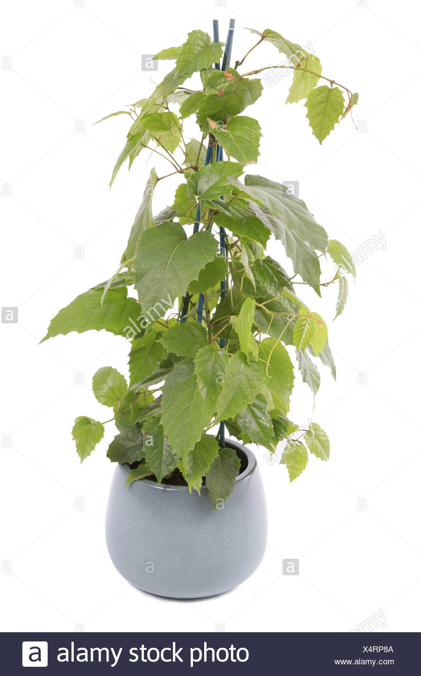 Kangaroo Vine Cissus Antarctica High Resolution Stock Photography and ...