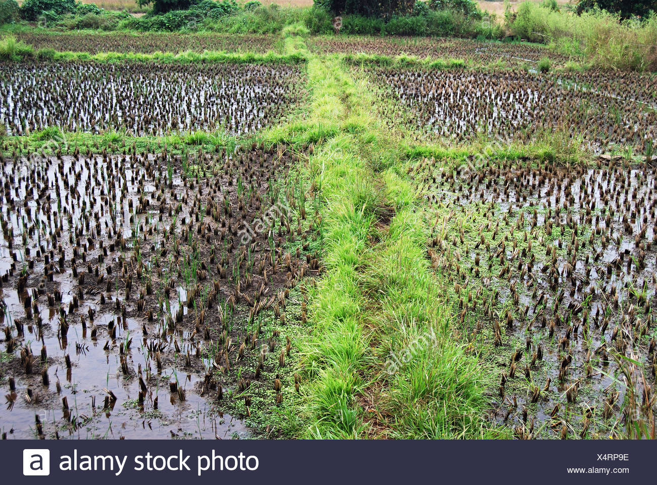 Paddy Farms High Resolution Stock Photography and Images - Alamy