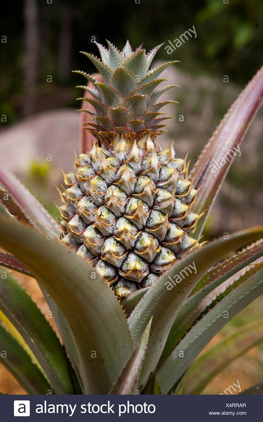 Tari Papua New Guinea High Resolution Stock Photography and Images - Alamy