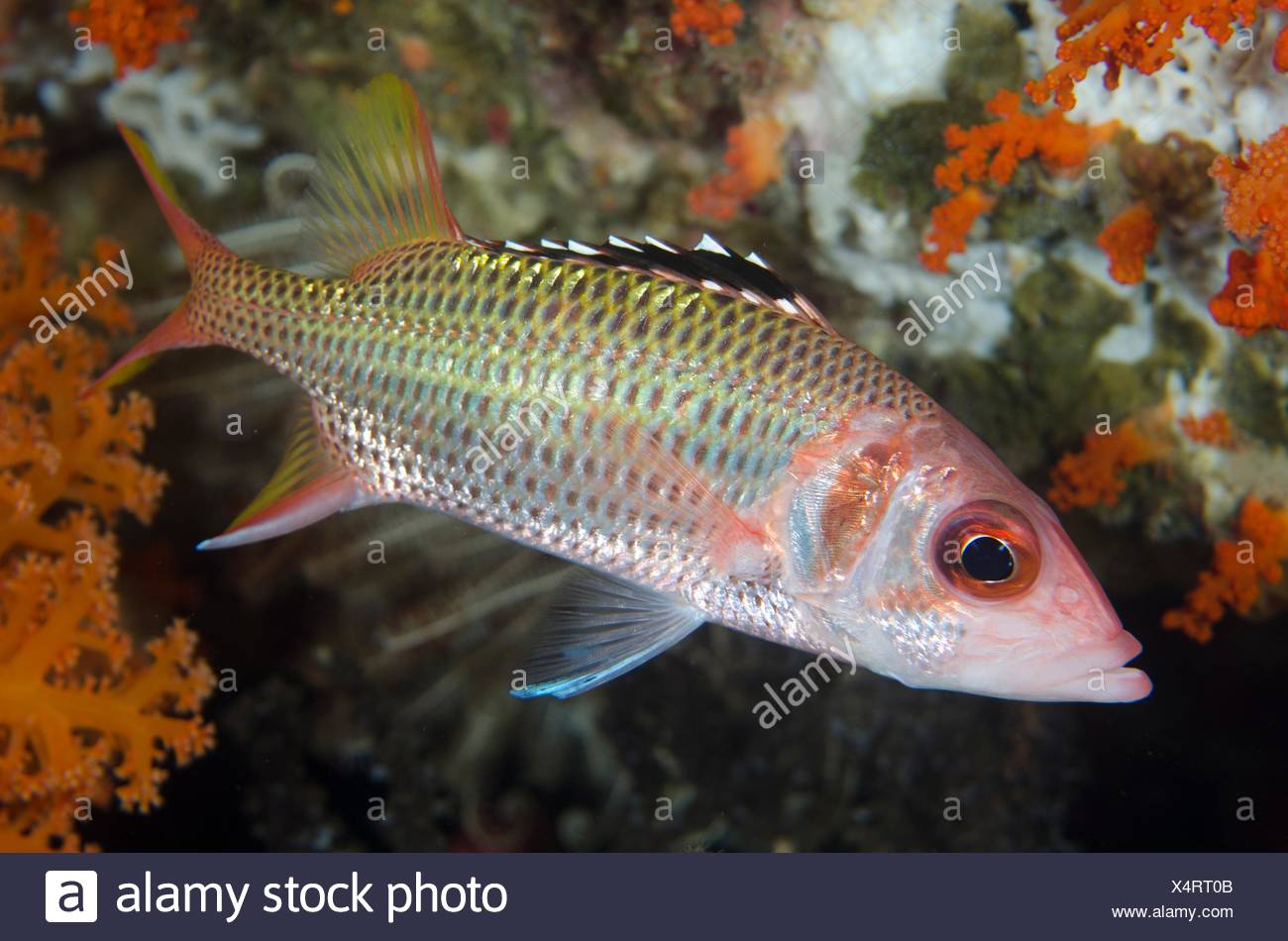 Batu Kapal High Resolution Stock Photography and Images - Alamy