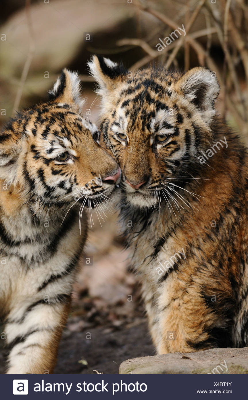 Tigers Head Stock Photos & Tigers Head Stock Images - Alamy