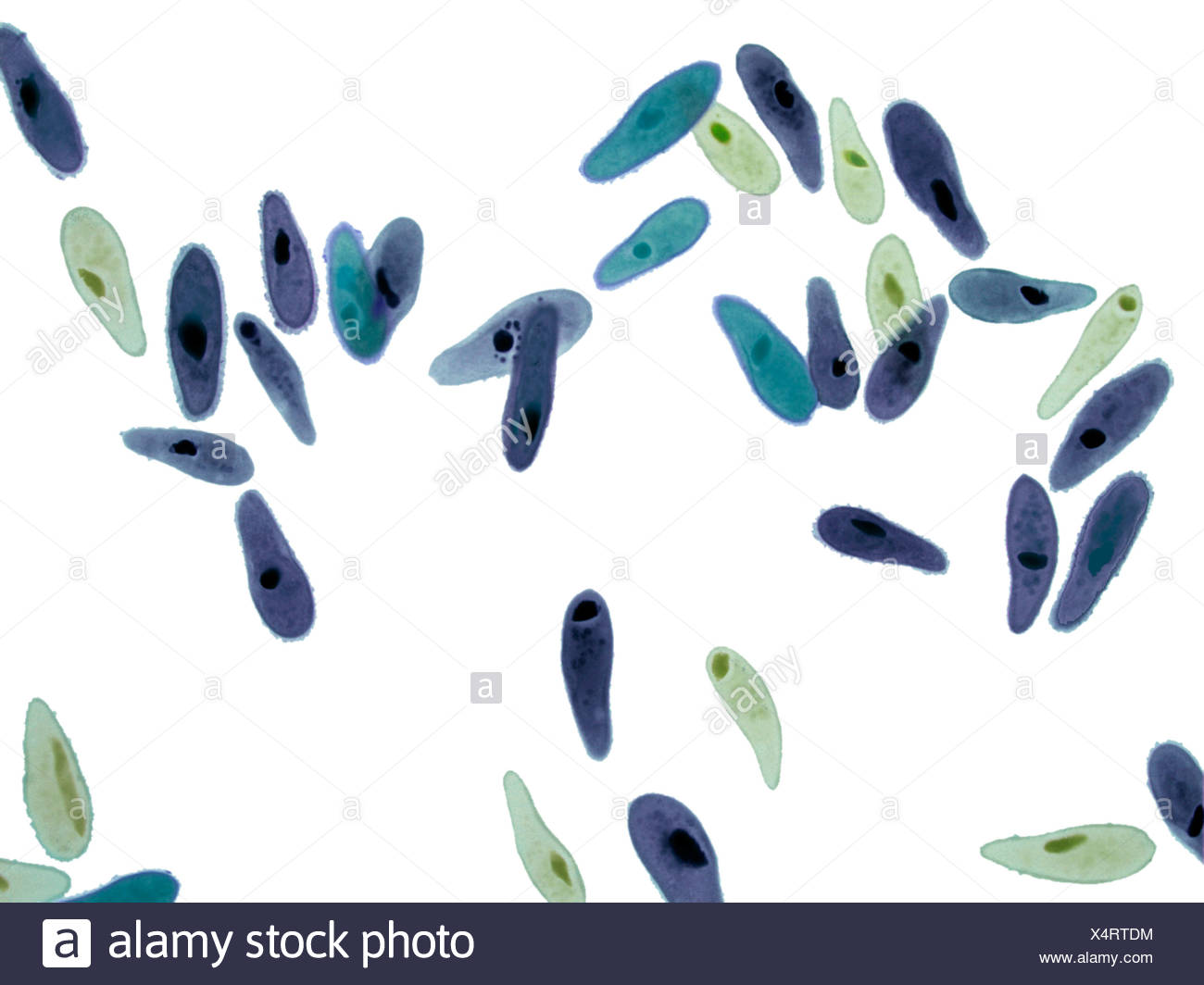 Protozoa Stock Photos & Protozoa Stock Images - Alamy