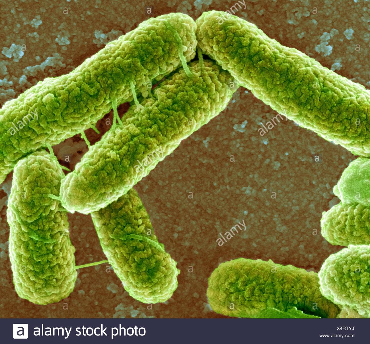 Escherichia Coli Microscope High Resolution Stock Photography and ...
