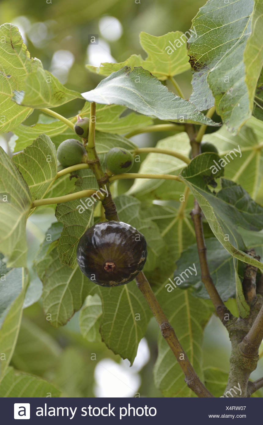 Immature Figs High Resolution Stock Photography and Images - Alamy