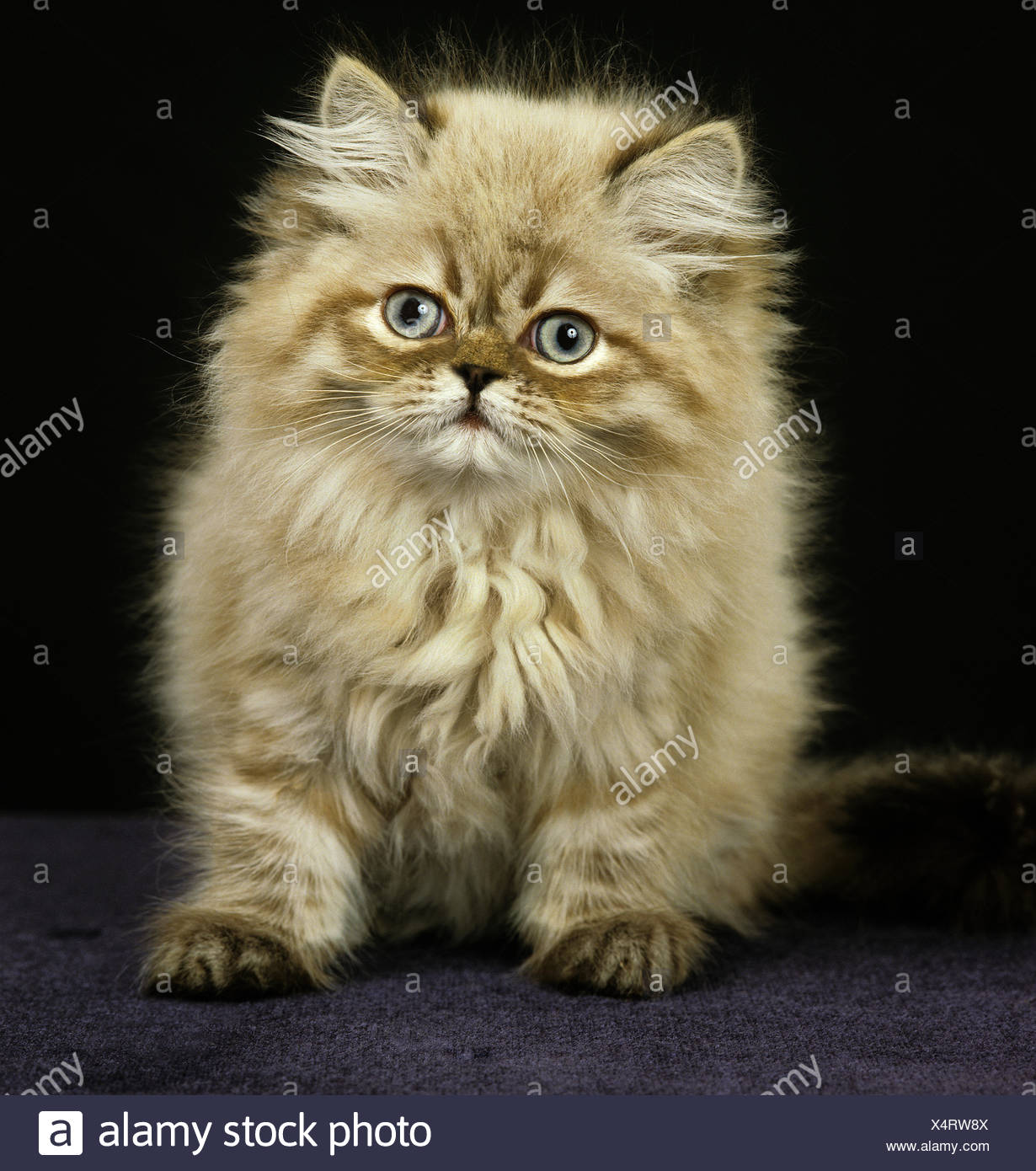 Colourpoint Seal Point Persian Domestic Cat High Resolution Stock ...