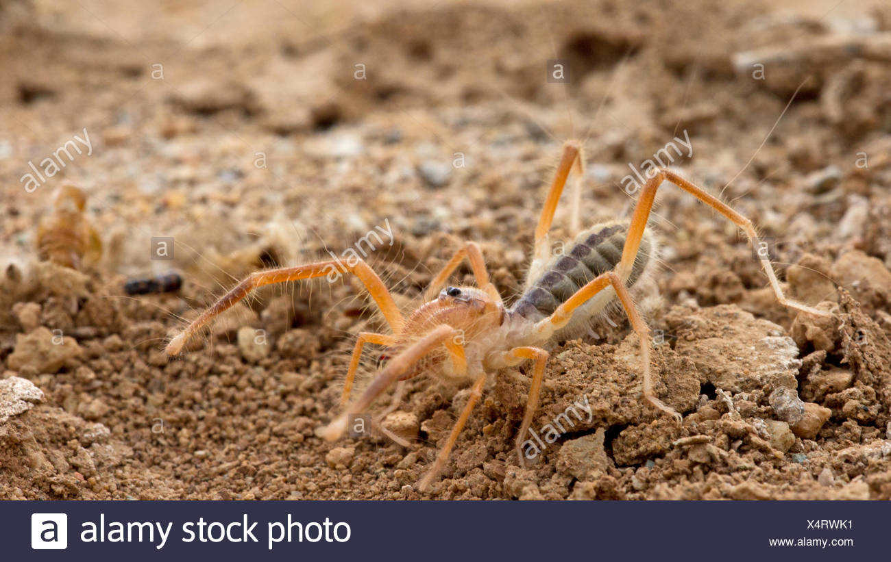 Walzenspinne High Resolution Stock Photography and Images - Alamy