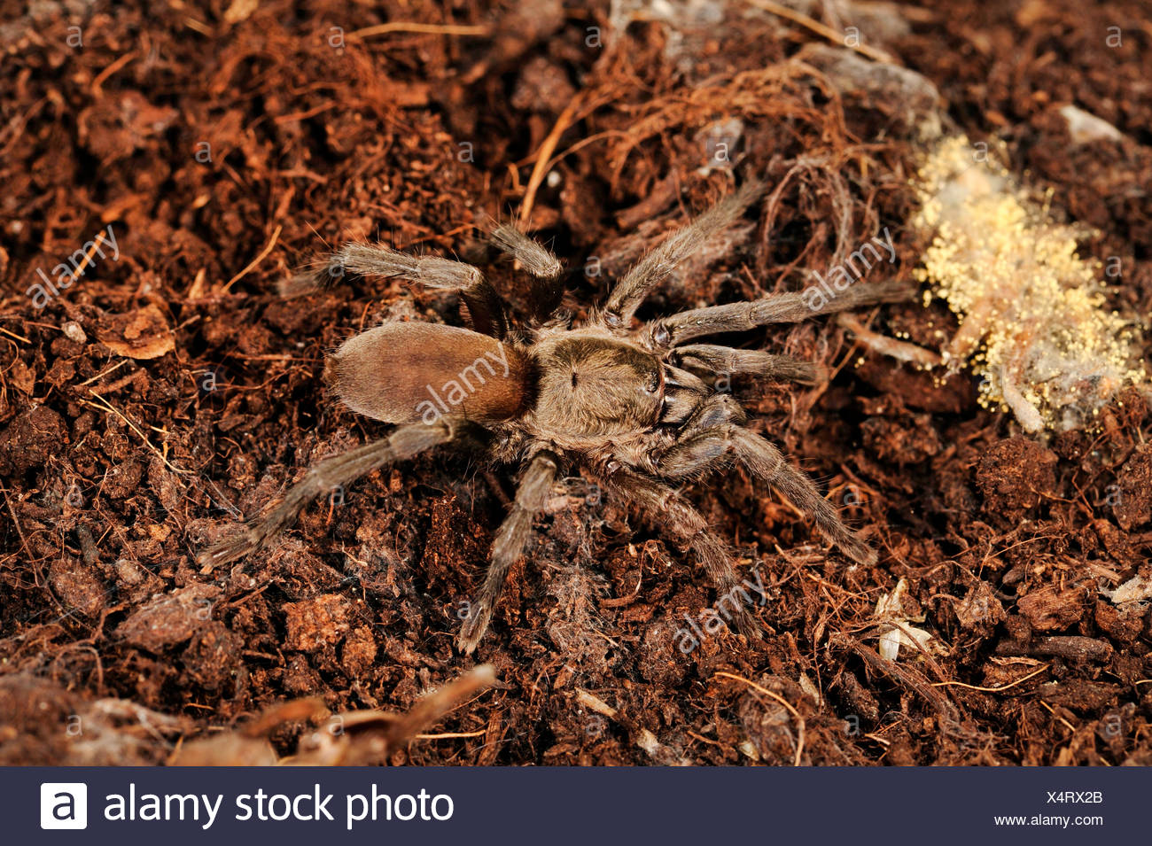 Valentinus High Resolution Stock Photography and Images - Alamy