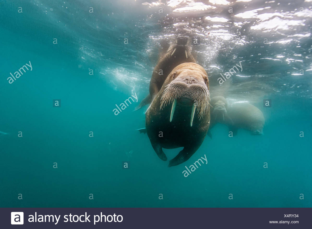 Walrus Swimming High Resolution Stock Photography and Images - Alamy