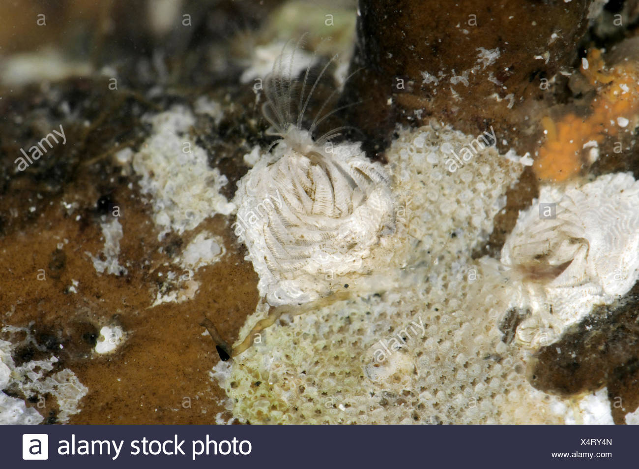 Stroemia High Resolution Stock Photography and Images - Alamy