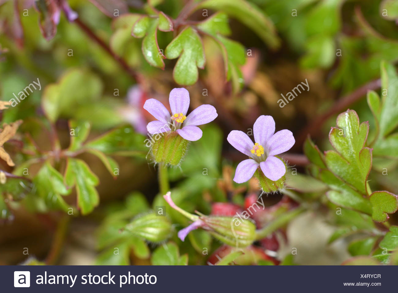 Little Robin Geranium Purpureum High Resolution Stock Photography and ...