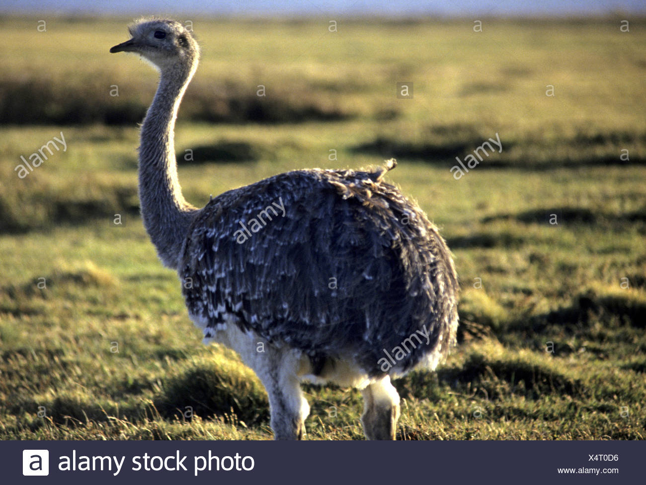 Lesser Rhea Chile High Resolution Stock Photography and Images - Alamy