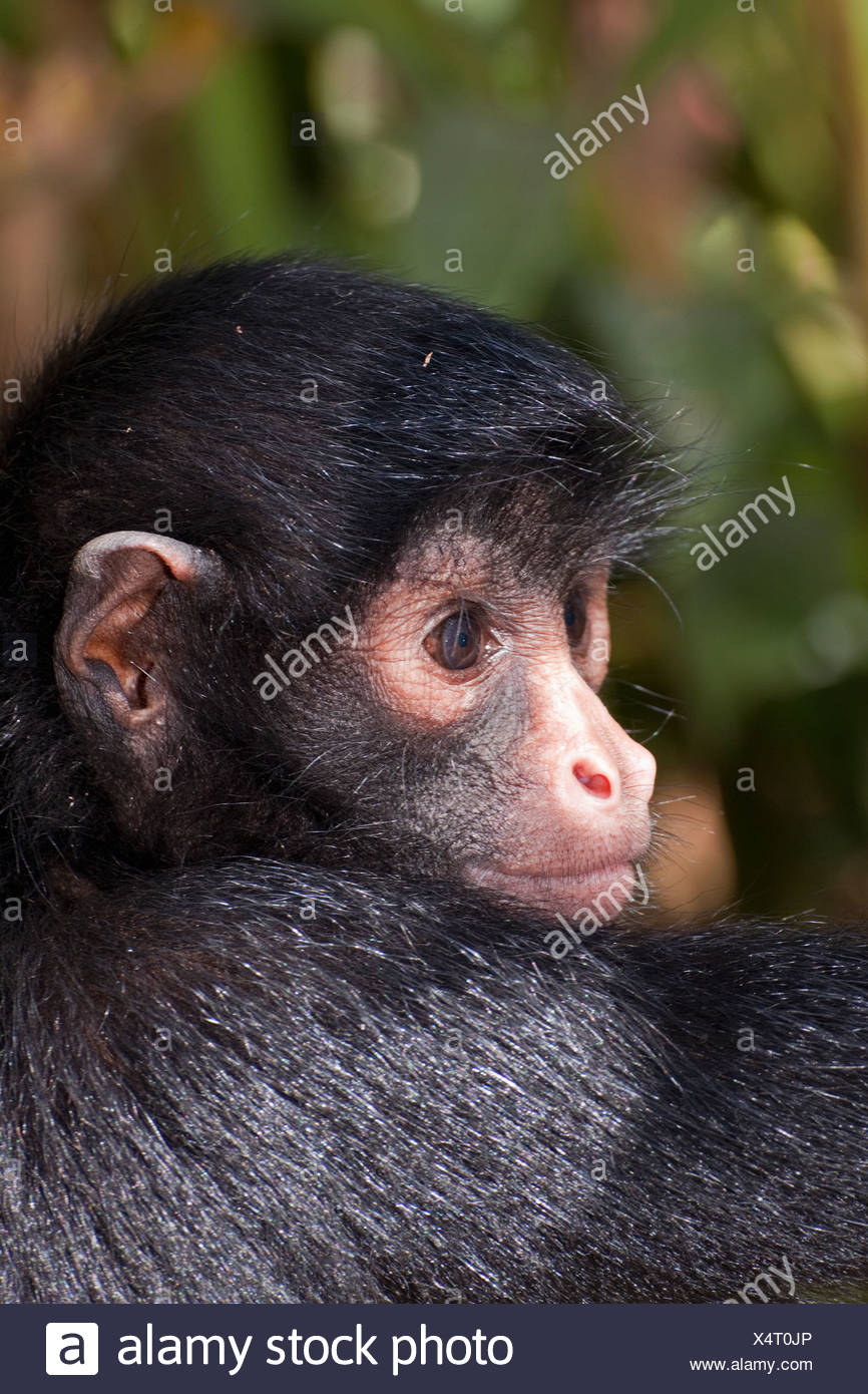 Black Spider Monkey Stock Photos & Black Spider Monkey Stock Images - Alamy