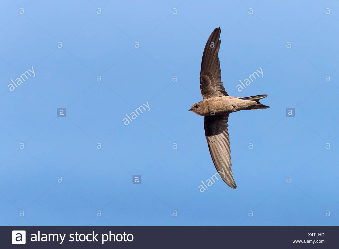 Apus Apus Bird High Resolution Stock Photography and Images - Alamy