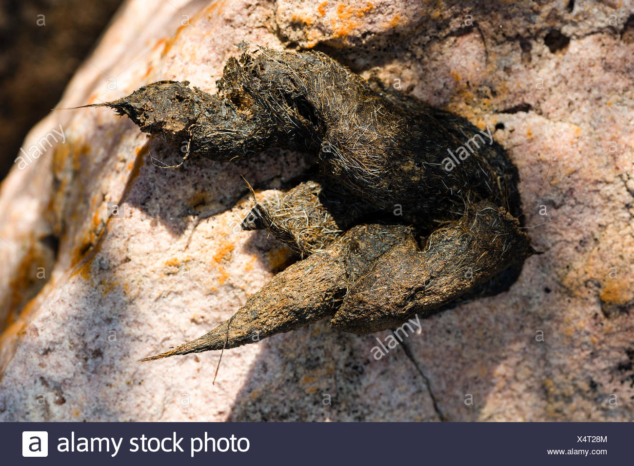 Animal Faeces High Resolution Stock Photography and Images - Alamy