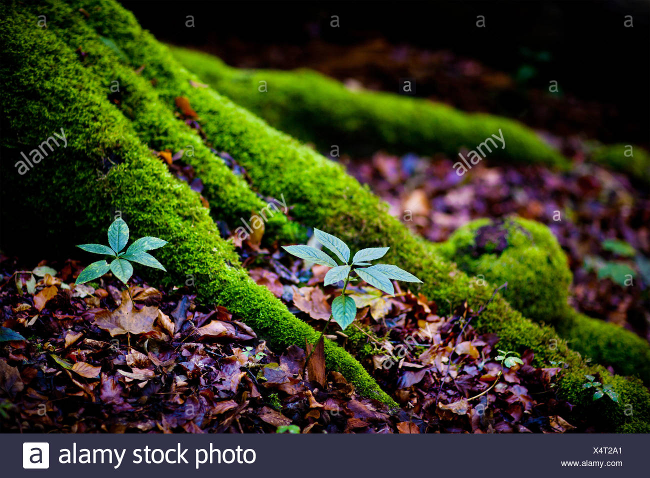 Moss Covered Tree High Resolution Stock Photography and Images - Alamy