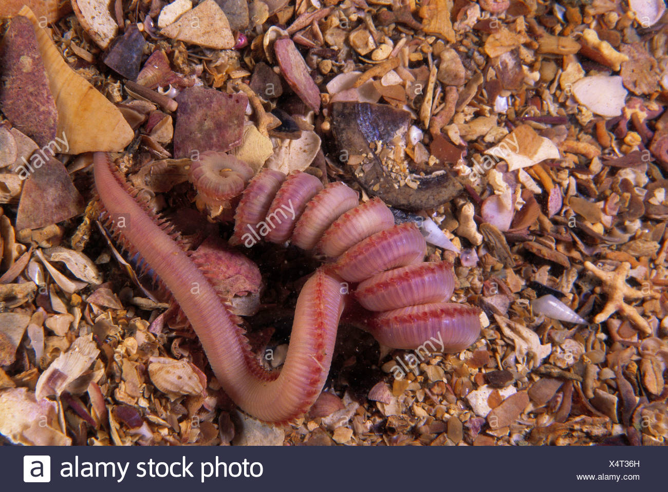 Glycera High Resolution Stock Photography and Images - Alamy