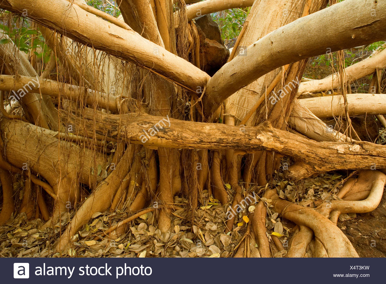 Fig Tree Roots Stock Photos & Fig Tree Roots Stock Images - Alamy