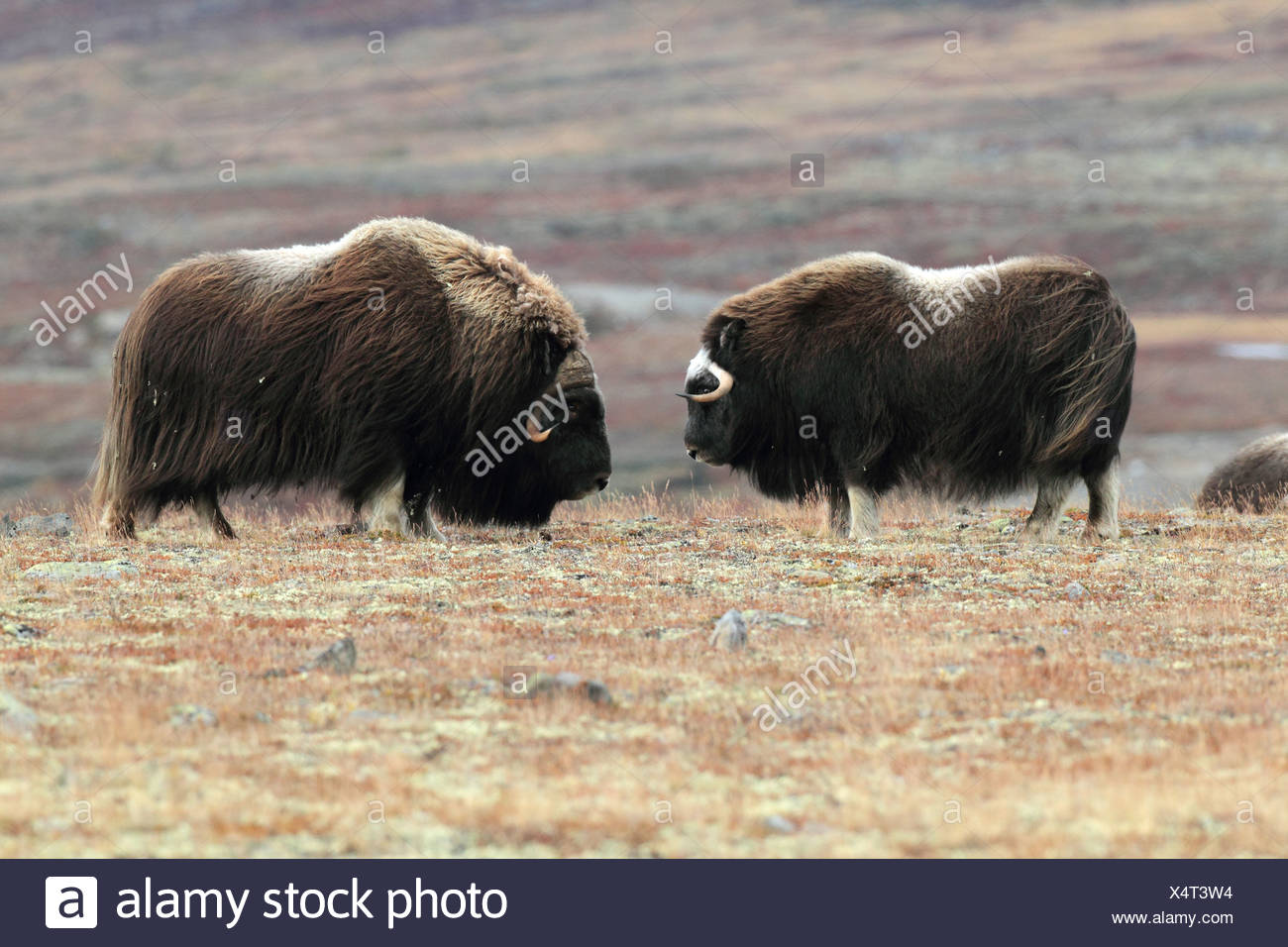 Moschustier High Resolution Stock Photography and Images - Alamy