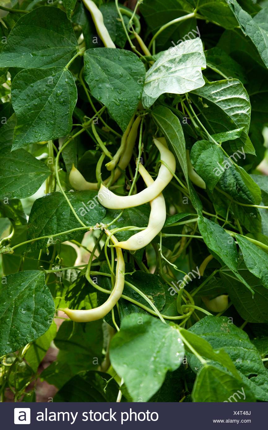 Butter Bean Plant High Resolution Stock Photography and Images - Alamy