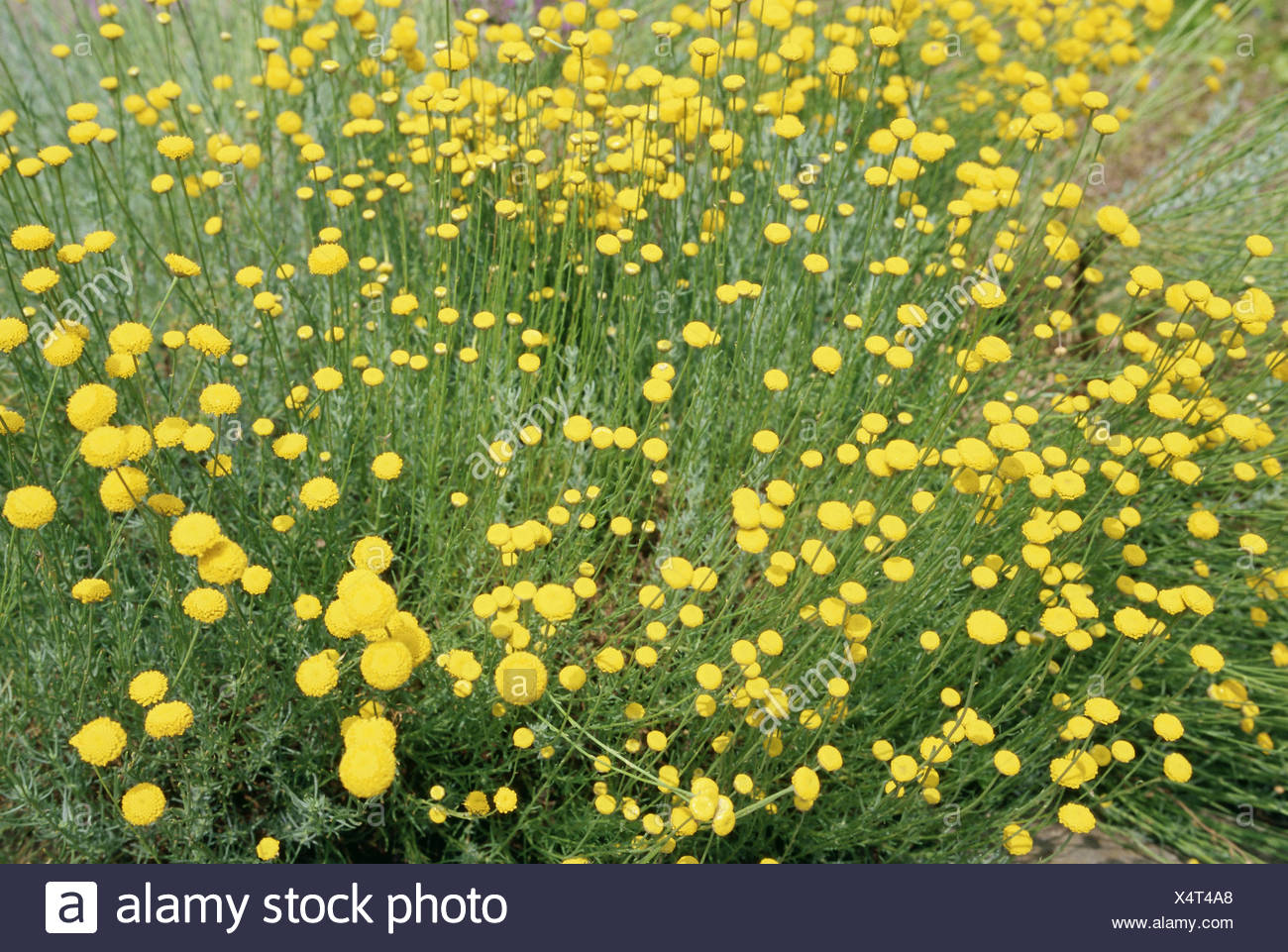 Santolina Chamaecyparissus Asteraceae High Resolution Stock Photography ...