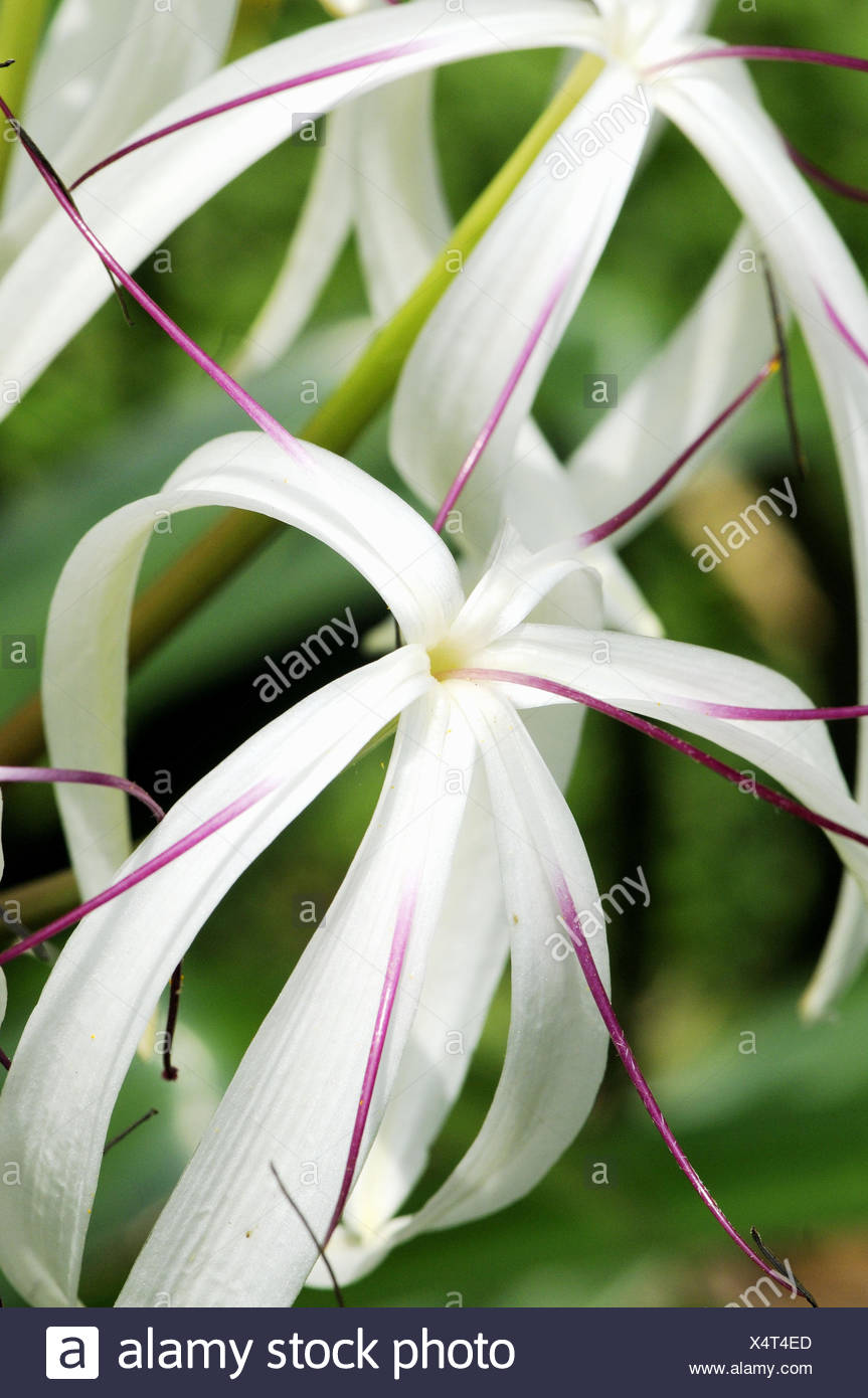Grand Crinum Lily High Resolution Stock Photography and Images - Alamy